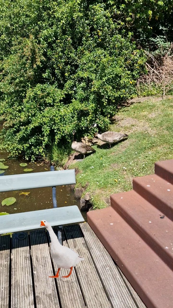 Burcht Wedde – Het mooiste plekje van Westerwolde!